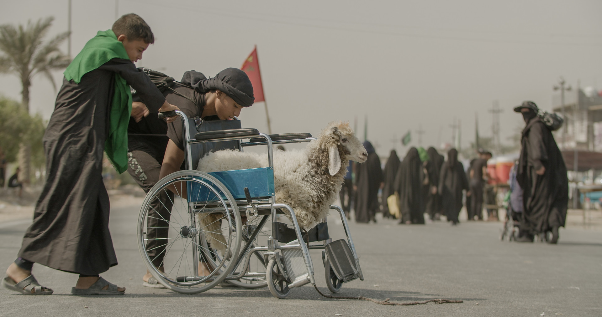 Ali and His Miracle Sheep - Foça Film Days